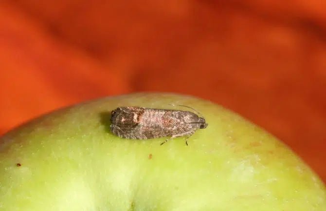 Natuurlijke bestrijding van pruimen- en fruitmotten: effectieve method